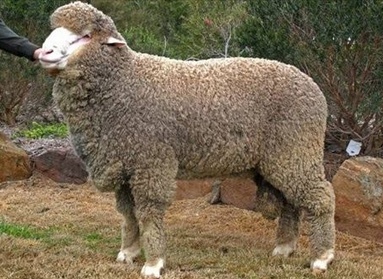 Charinga, Banavie blitz with $42,000 top | Farm Tender