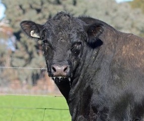 Onslow and Manchee Bull sale results | Farm Tender
