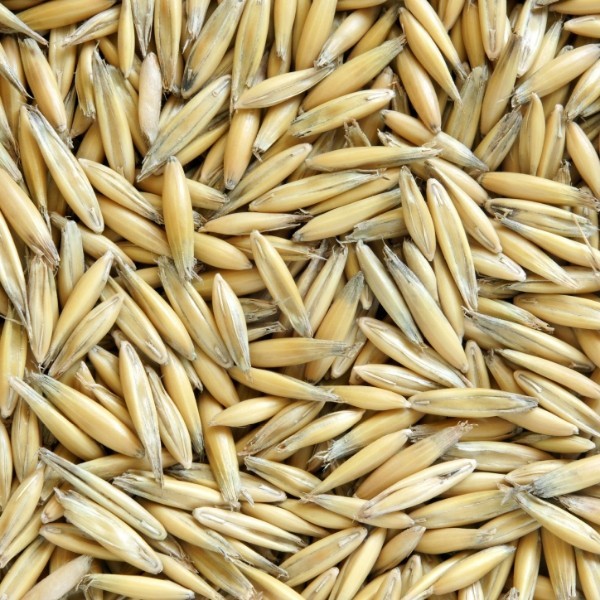 Oats Seed Varieties Organic Common Oats Bulk (Avena Sativa)