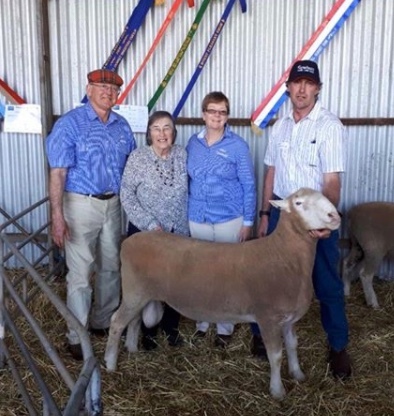 Newbold Poll Dorset Ram makes $7000 | Farm Tender