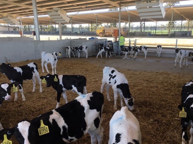 Australia’s Largest Automated Calf Rearing Facility | Farm Tender