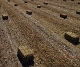 WANTED Pea Hay or Pea Straw Small Square Bales x 500 | Farm Tender