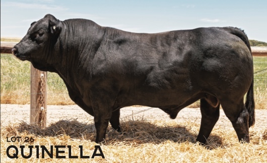 Raven SUPERIOR Black Limousin & Lim-Flex Bull Auction 25th of February ...