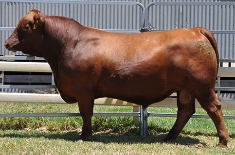 Willandra Simmental & Red Angus top out at $11,500 | Farm Tender