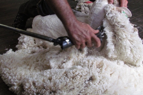 Crossbred Wool price rise again | Farm Tender
