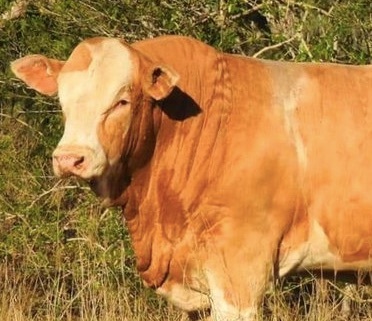 Clay Gully Bull sale result | Farm Tender