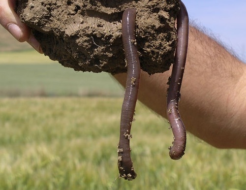 Earthworms are the unsung heroes of the planet’s ecosystems | Farm Tender