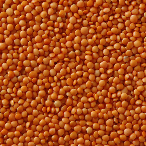 WANTED 30mt Red Lentils | Farm Tender