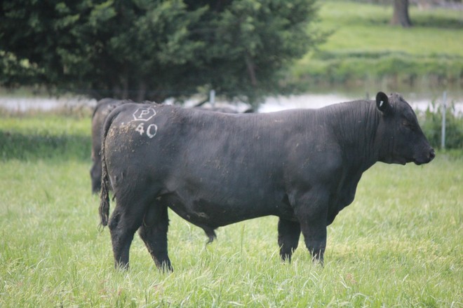 Stud ANGUS BULLS Pinnacle Angus | Farm Tender