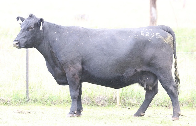 Angus Females a hot ticket item | Farm Tender