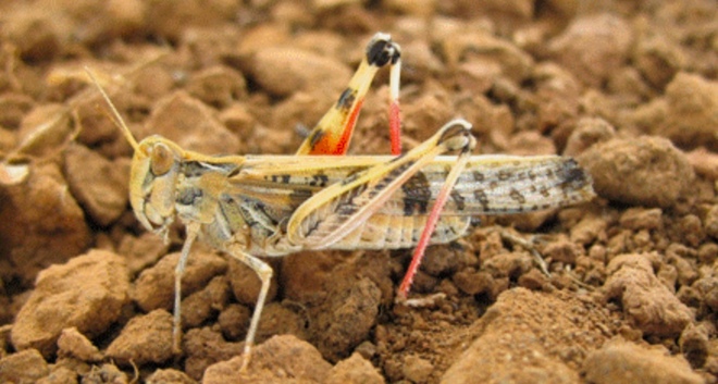 Sightings of Australian plague locust in the Cobar and Nyngan areas of ...
