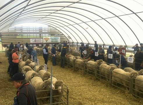 Minta Polls healthy average | Farm Tender