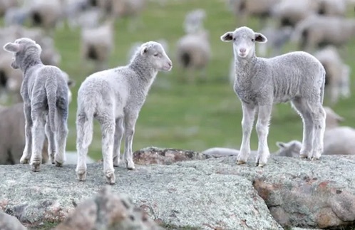 WA Sheep industry has increased in value by 50 percent over the last 18 ...