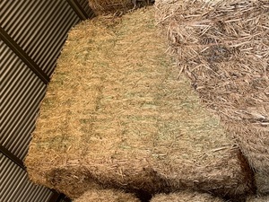 Canola Hay for Sale | Mobey Barley Hay | Canola Straw | Frosted Canola ...