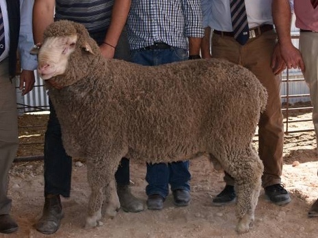 Borung Poll Merino Rams to $3900 | Farm Tender