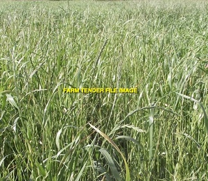 Pasture Seed | Wimmera Annual Ryegrass | Ryegrass Seed for Sale | Farm ...