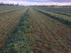 Lucerne Hay for Sale | Lucerne Small Bales Price | Hay & Fodder ...