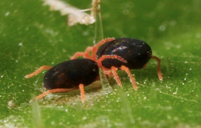 More cases of insecticide resistance in redlegged earth mite | Farm Tender