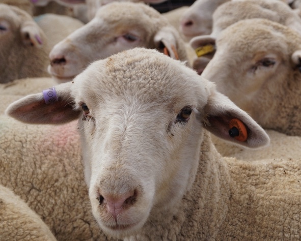 Why does Anthrax keep occurring? | Farm Tender