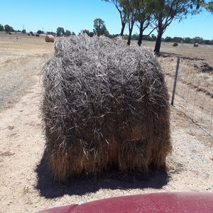 Rye Grass Hay for Sale | Ryegrass Hay Rolls | Oats Rolls | Hay & Fodder ...