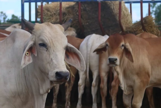 Indonesia-Australia partnership to help Cattle live exports | Farm Tender