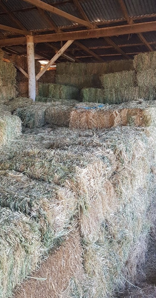500-1000 Oaten/Rye/Clover Hay Small Squares | Farm Tender