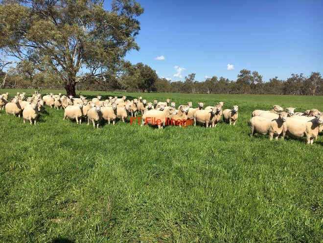 Agistment wanted Small mobs 1 to 2 Decks Sheep | Farm Tender