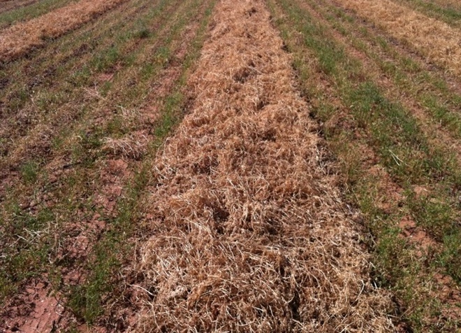 Vetch Hay New Season 80 90mt | Farm Tender