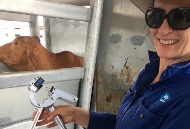 Ag Tech Sunday - Smart ear tag for Cattle set to revolutionise industry ...