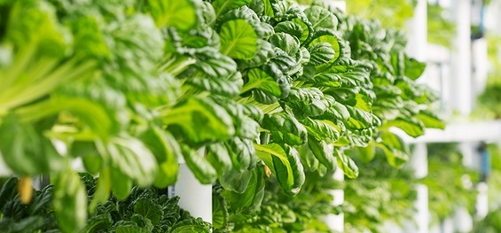 Ag Tech Sunday - NAB: The sky-high rise of vertical disruption | Farm ...