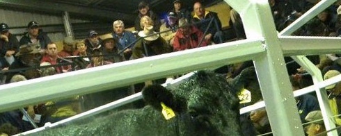 $37,000 Tassie Bull record falls to Landfall Angus | Farm Tender