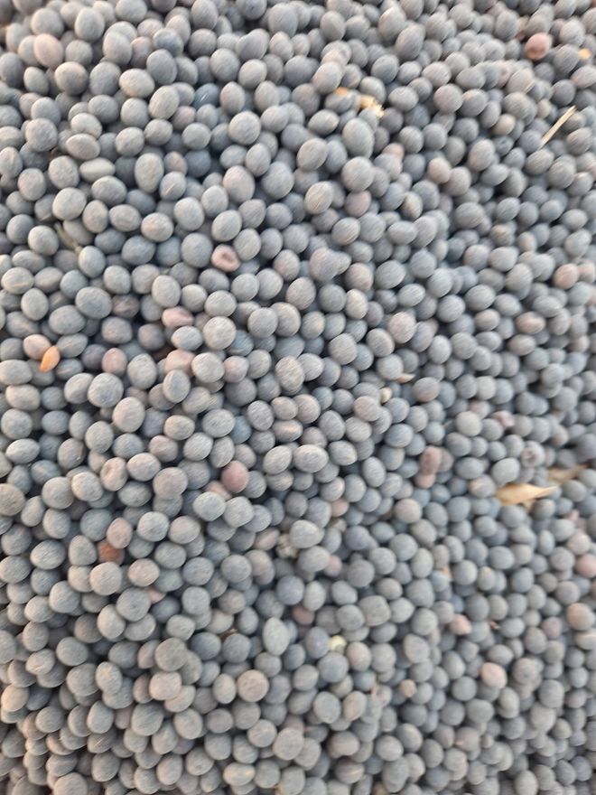 50mt Vetch Seed | Farm Tender
