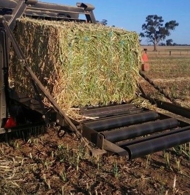 Canola Hay done right can be up there with Vetch Hay | Farm Tender
