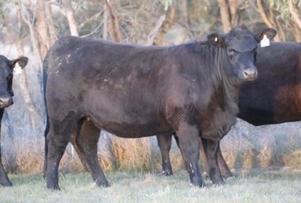 Millah Murrah Prue M4 makes $190,000 - Australian Female Record | Farm ...