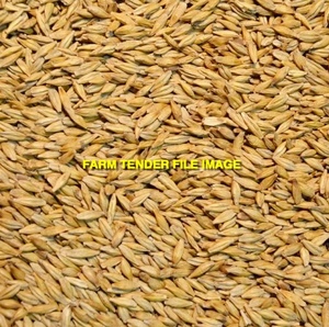 Barley Seeds for Sale | Barley Grain | Forage Barley Seed | Fodder ...