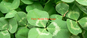 Pasture Seed | Clover Seed | Arrow Leaf Clover for Sale Australia ...