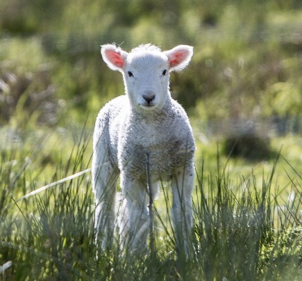 NAB Rural Commodities Wrap: June 2019 | Farm Tender