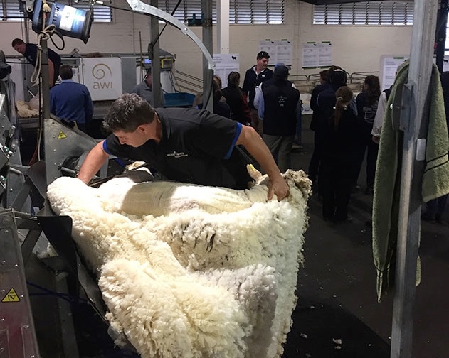 Finding new wool harvesting techniques is proving difficult | Farm Tender